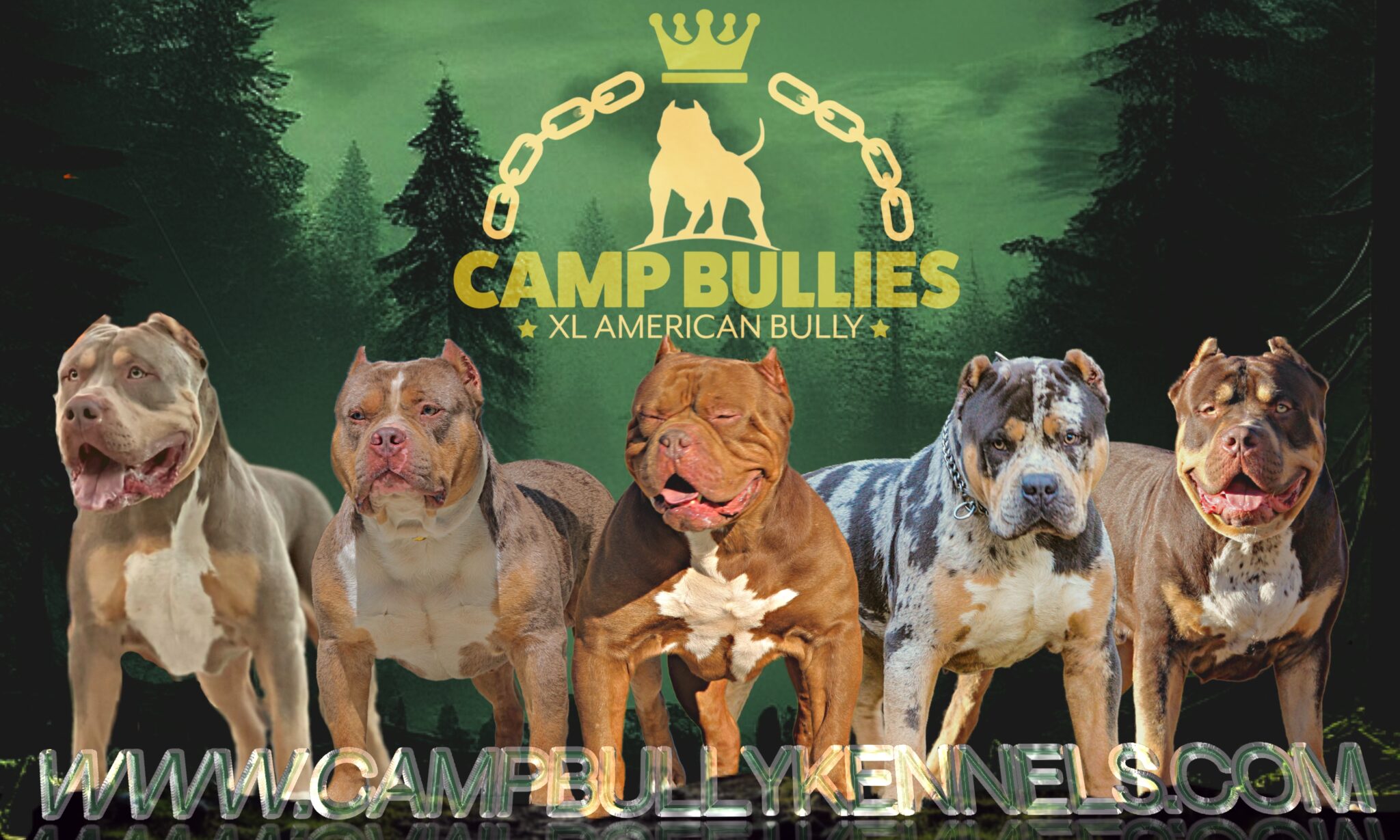 XL American Bully Puppies | Camp Bully Kennels | XL Bully