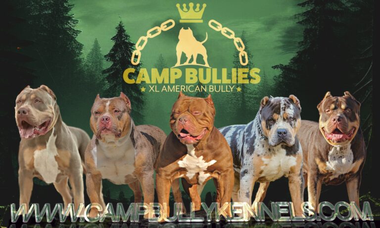 XL American Bully Puppies | Camp Bully Kennels | XL Bully