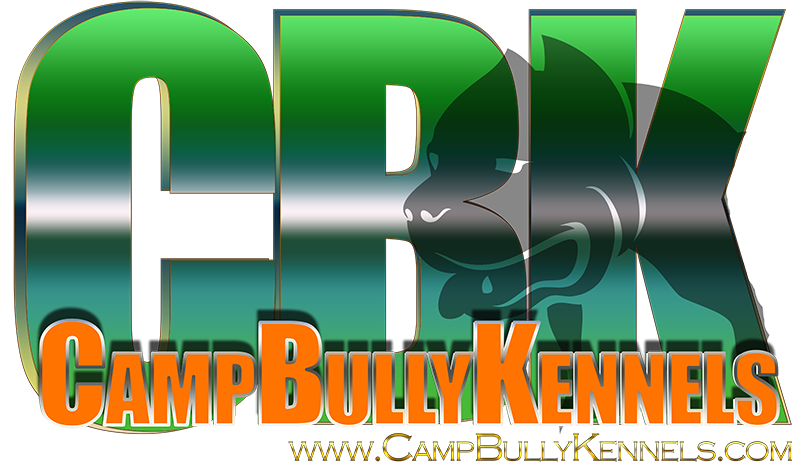 XL American Bully Puppies | Camp Bully Kennels | XL Bully