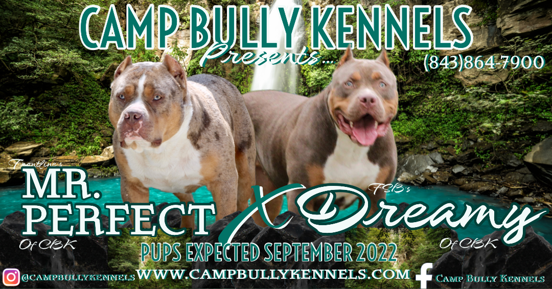 Camp Bully Kennels | XL American Bully Photo Gallery