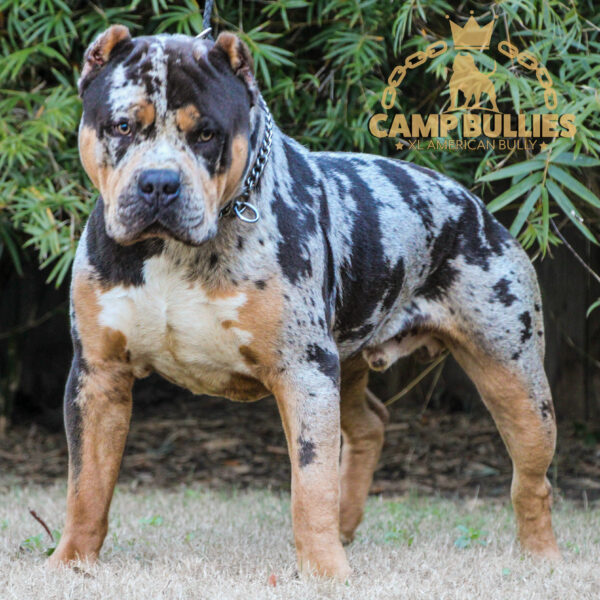Xl Bully Puppies for Sale: Find Your Perfect XL Bully Puppy