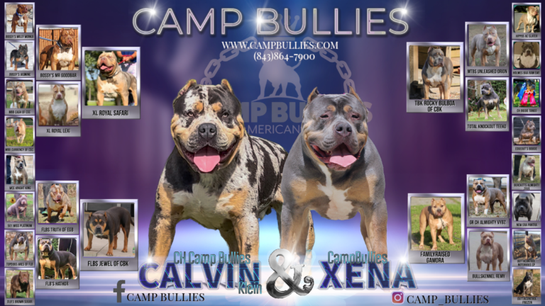 XL American Bully Puppies | Camp Bully Kennels | Charleston