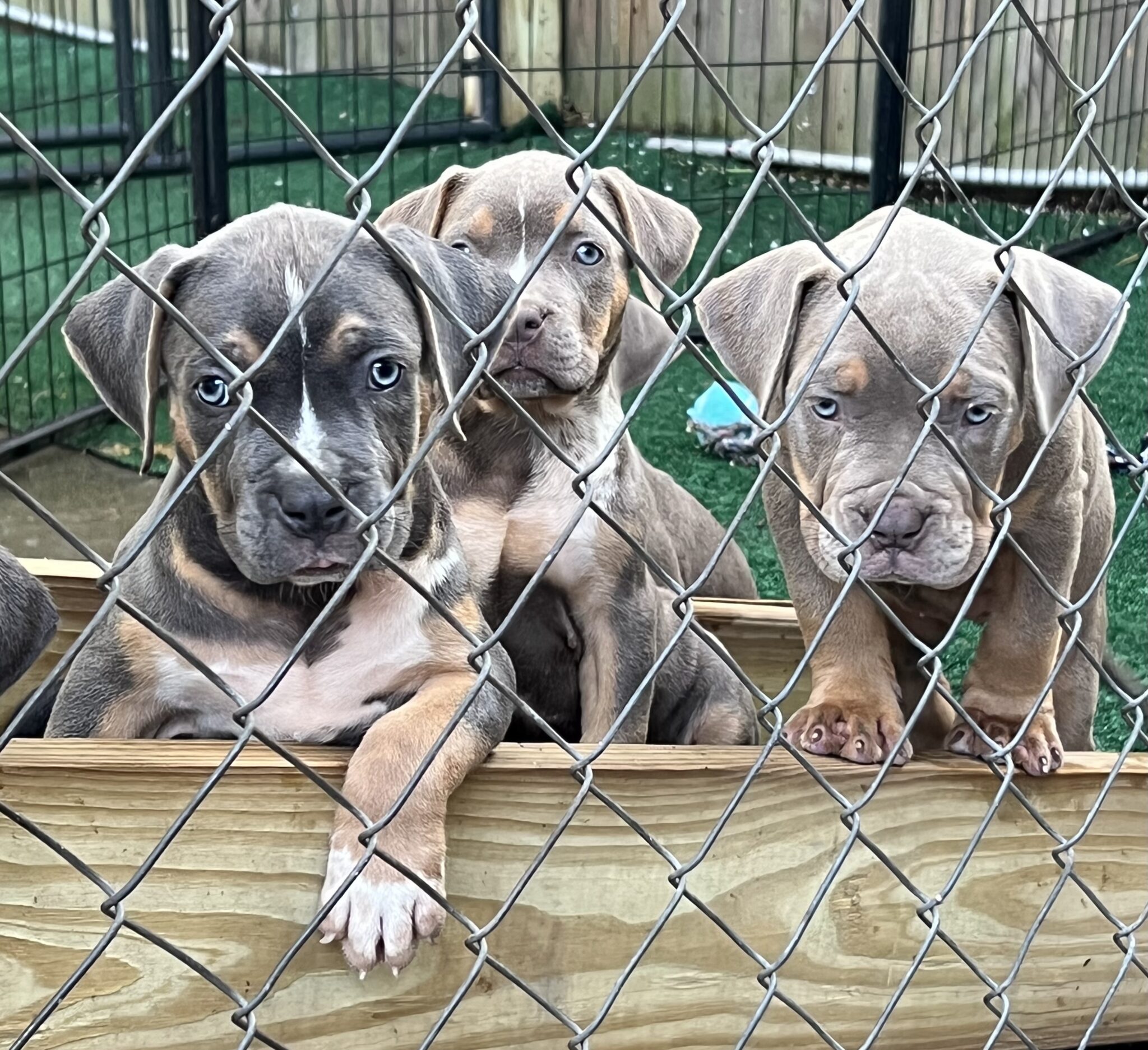 XL American Bully Puppies | Camp Bully Kennels | Charleston