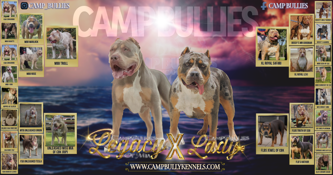 XL American Bully | CBK Breedings | Camp Bully Kennels