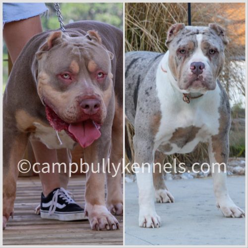 XL American Bully | CBK Breedings | Camp Bully Kennels